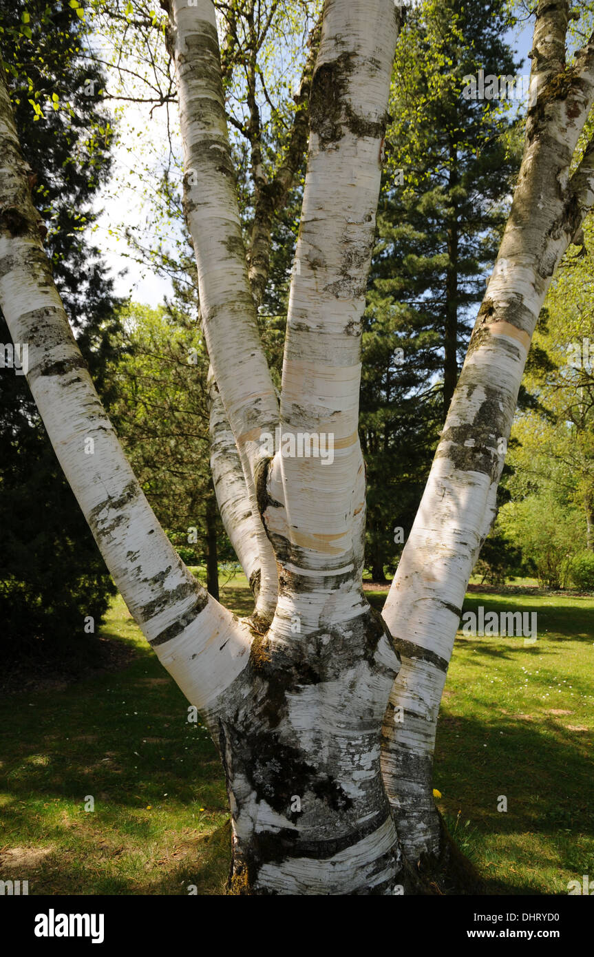 Utilis ssp jacquemonti hi-res stock photography and images - Alamy