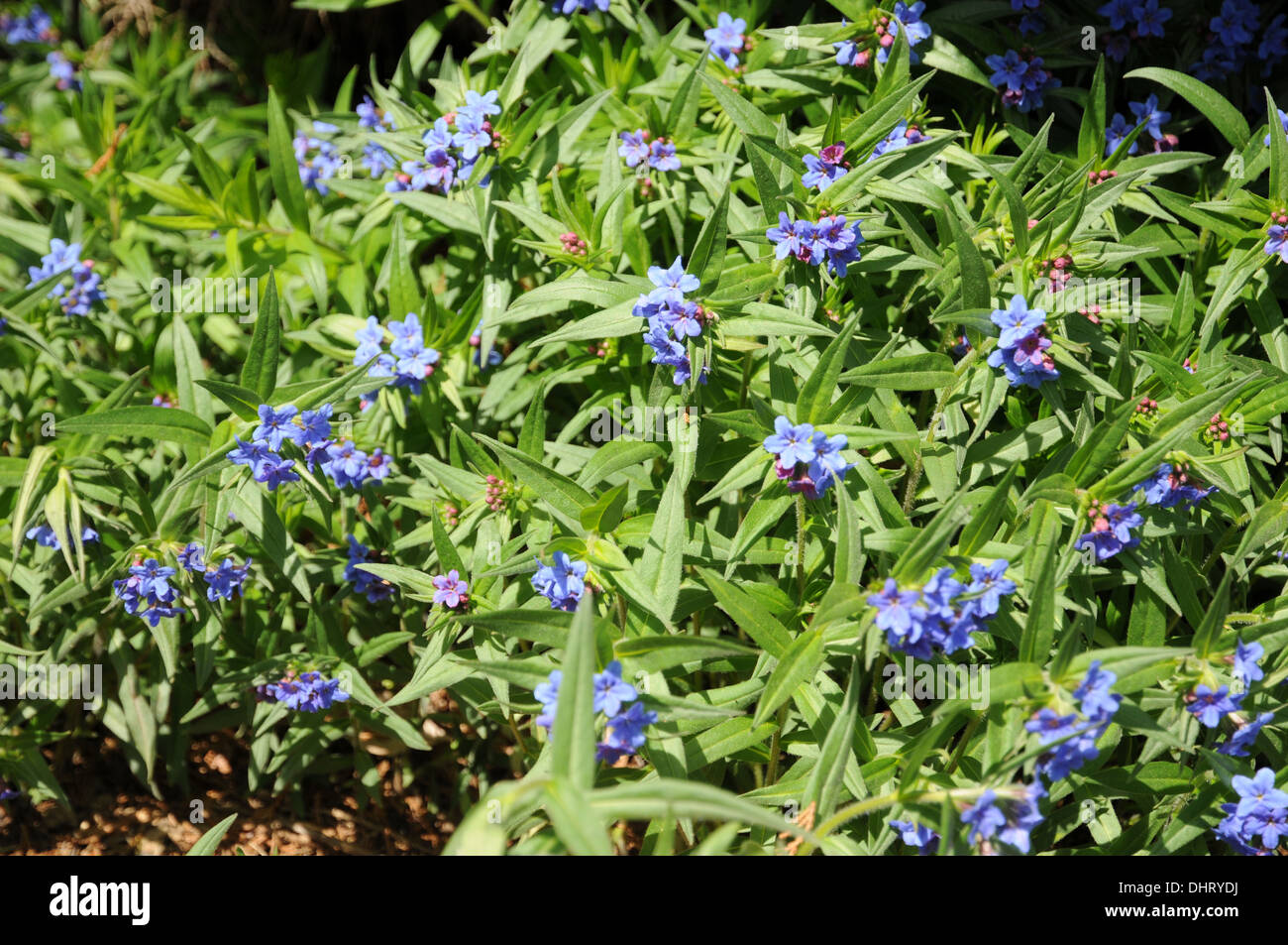 Purple gromwell lithospermum purpurocaeruleum hi-res stock photography ...