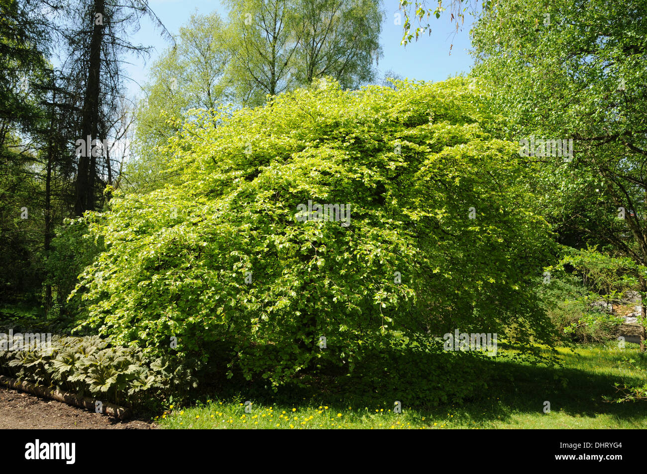 Dwarf beech tree hi-res stock photography and images - Alamy