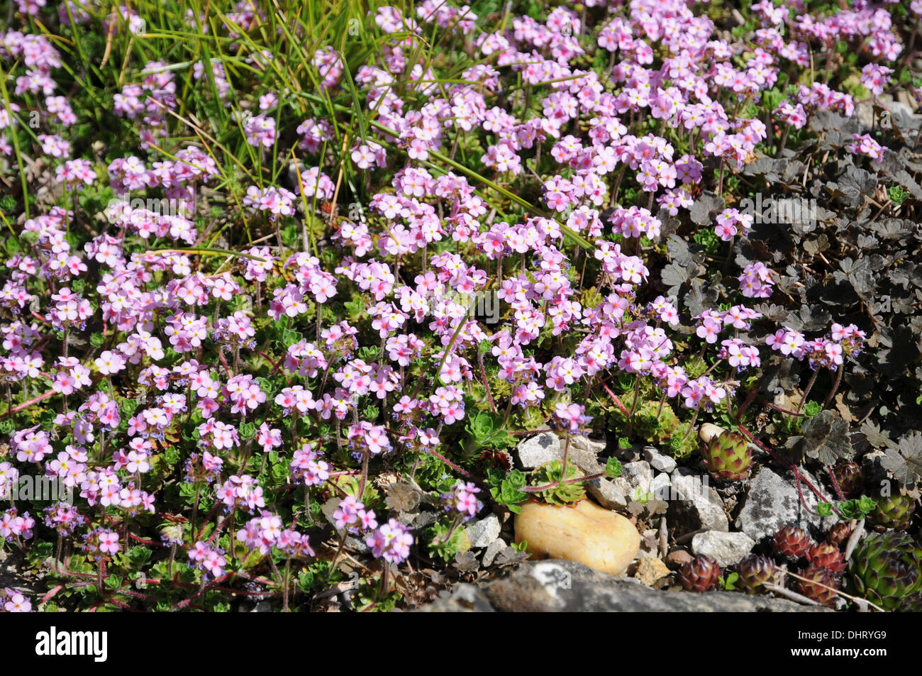 Androsace sempervivoides hi-res stock photography and images - Alamy