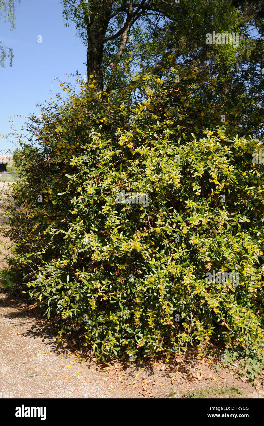Wintergreen barberry berberis julianae hi-res stock photography and ...