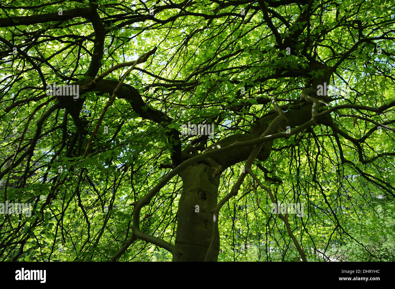 Dwarf beech tree hi-res stock photography and images - Alamy