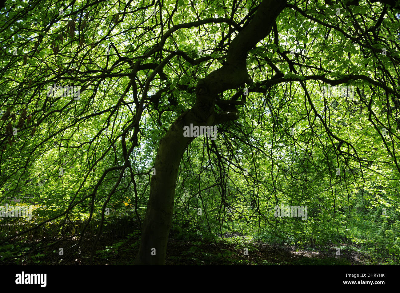 Dwarf beech tree hi-res stock photography and images - Alamy