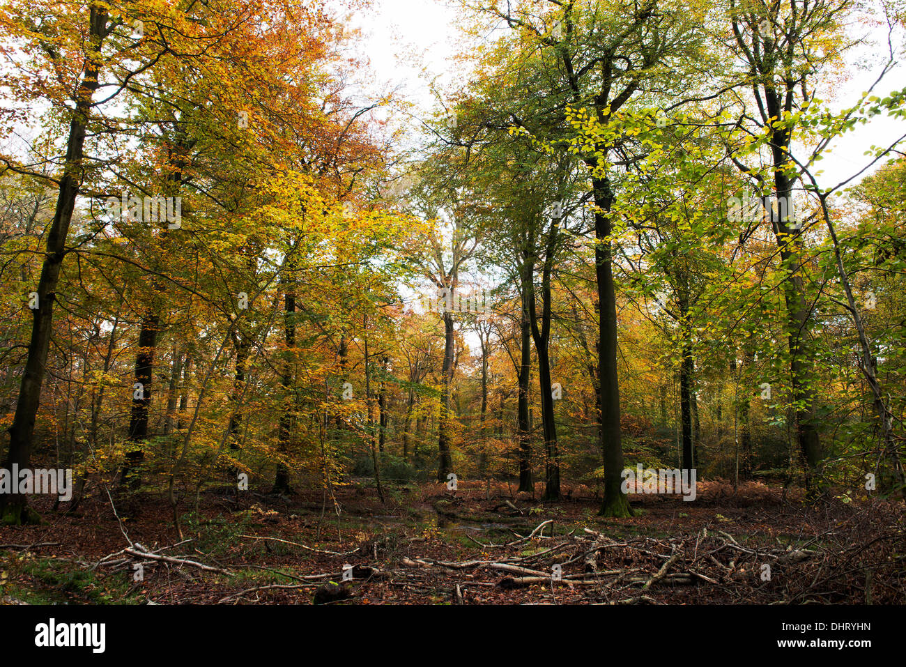 Autumn forest colors Stock Photo - Alamy
