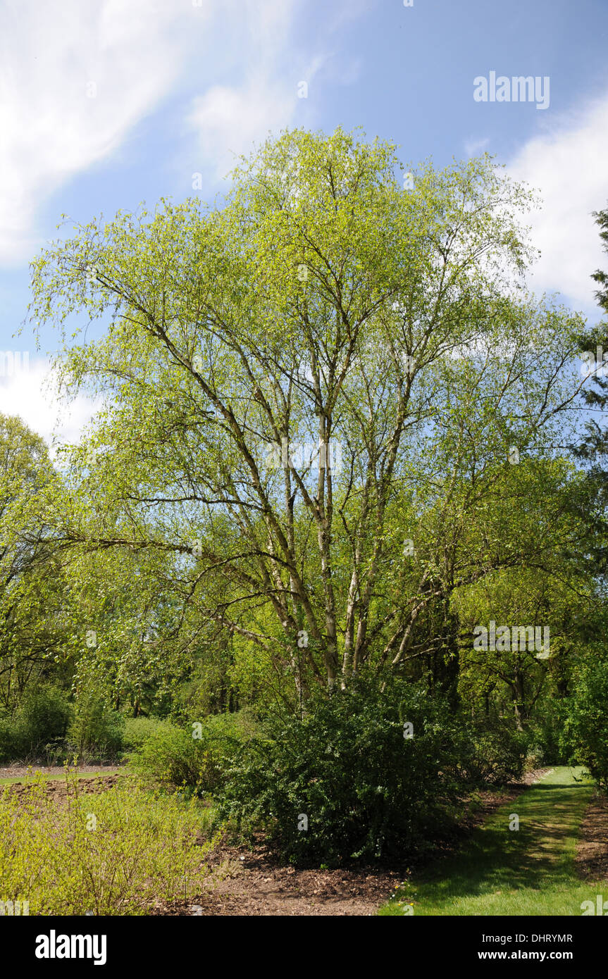 Himalayan birch tree hi-res stock photography and images - Alamy