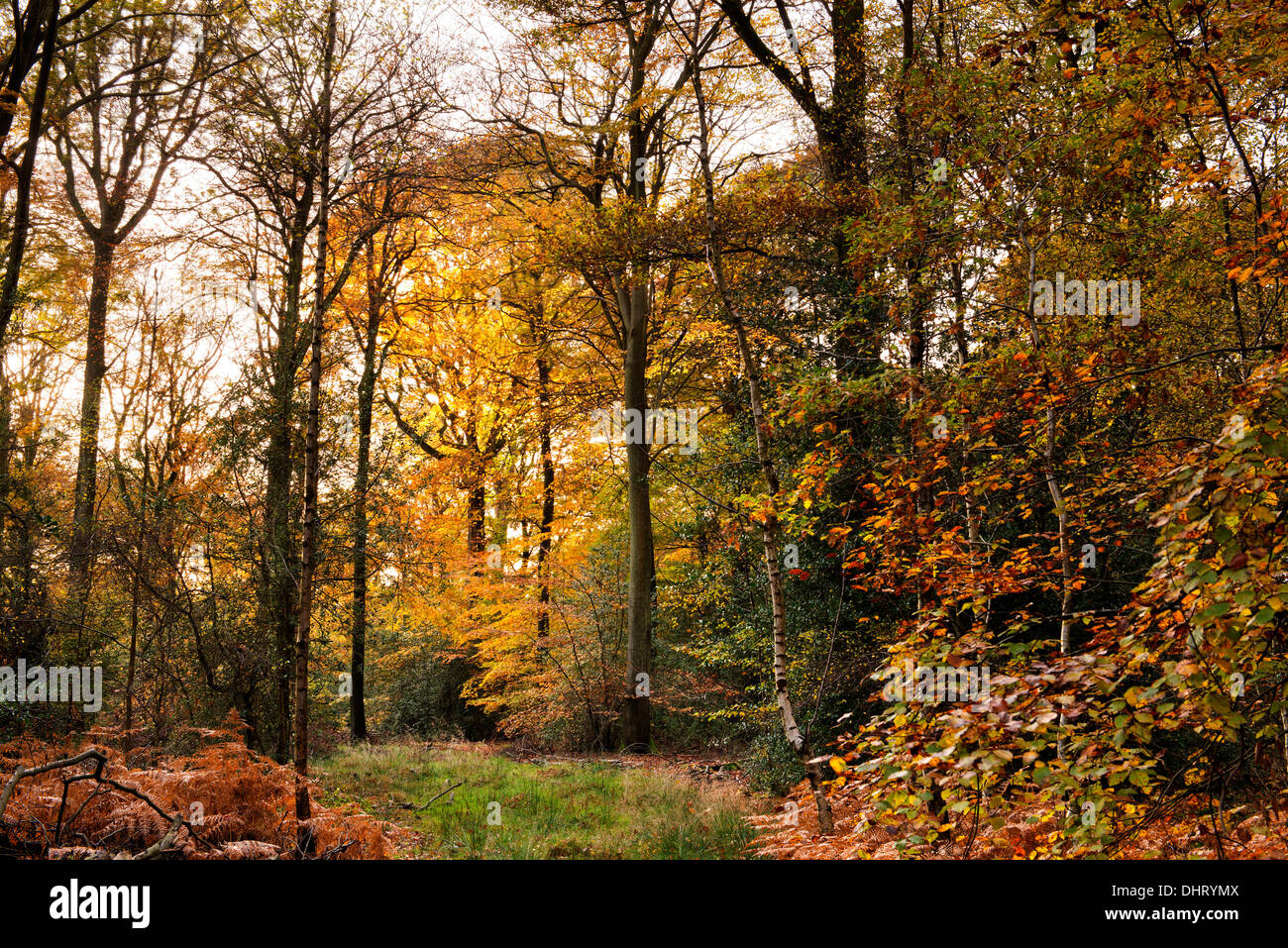Autumn forest colors Stock Photo - Alamy