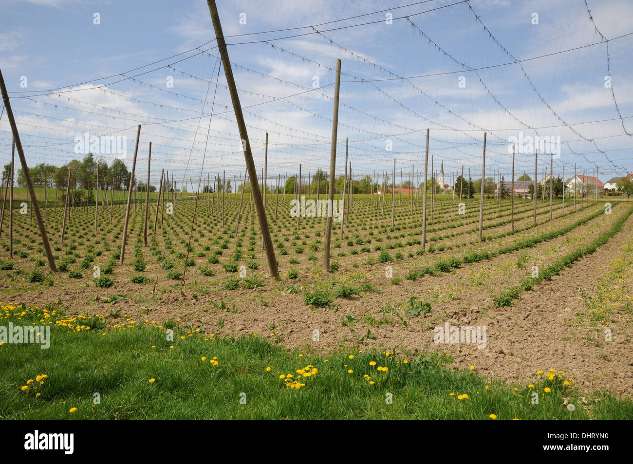 Hopfenzapfen hi-res stock photography and images - Alamy