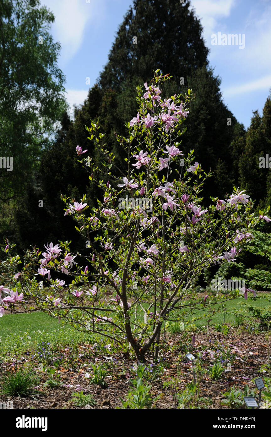 ‘heaven scent’ magnolia hi-res stock photography and images - Alamy