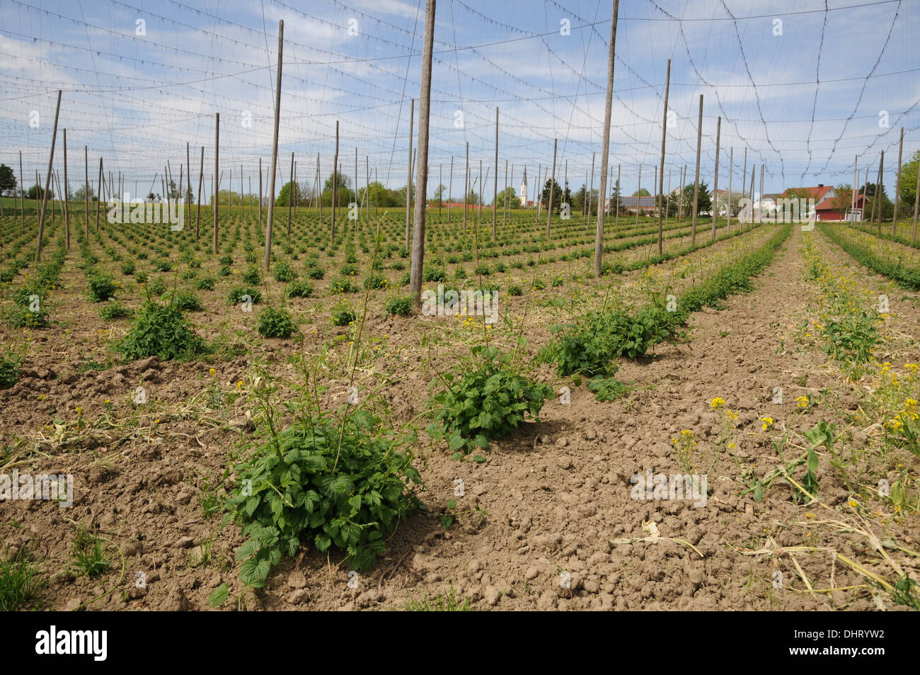 Hopfenzapfen hi-res stock photography and images - Alamy