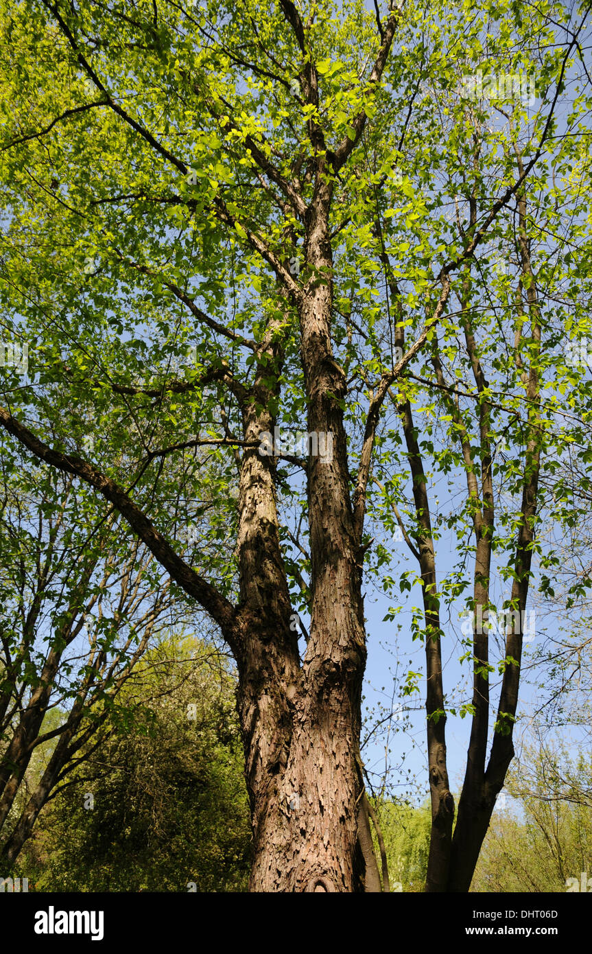 Hop hornbeam hi-res stock photography and images - Alamy