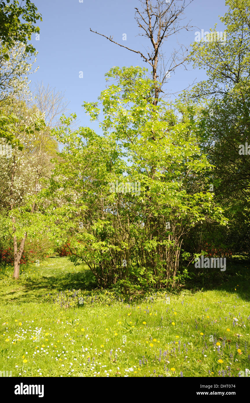 Bladdernuts hi-res stock photography and images - Alamy