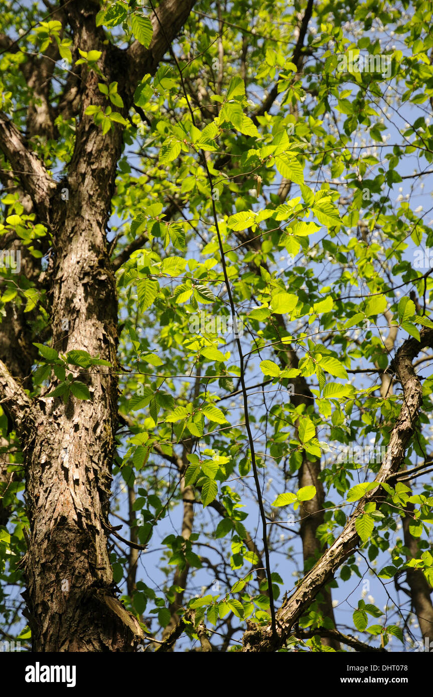 Hop hornbeam hi-res stock photography and images - Alamy