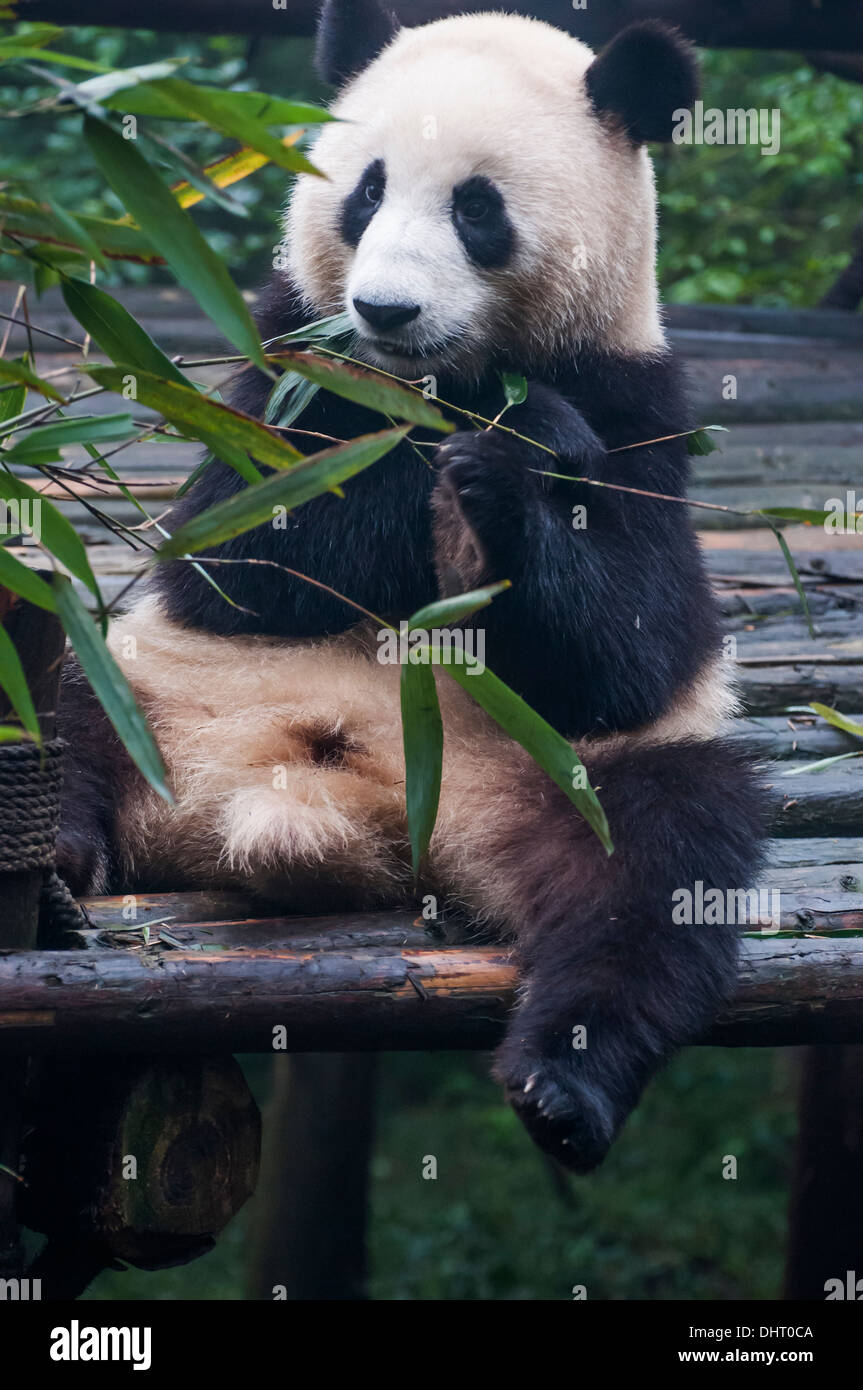 Giant panda at the Giant Panda Breeding and Reseach Base in Chengdu ...