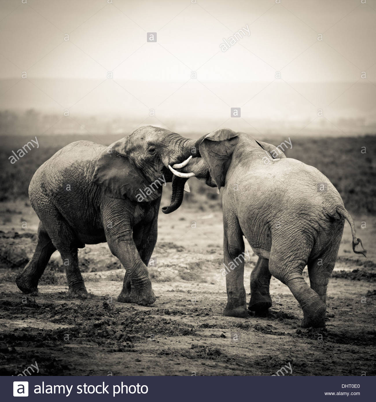 Elephants Fighting High Resolution Stock Photography and Images - Alamy