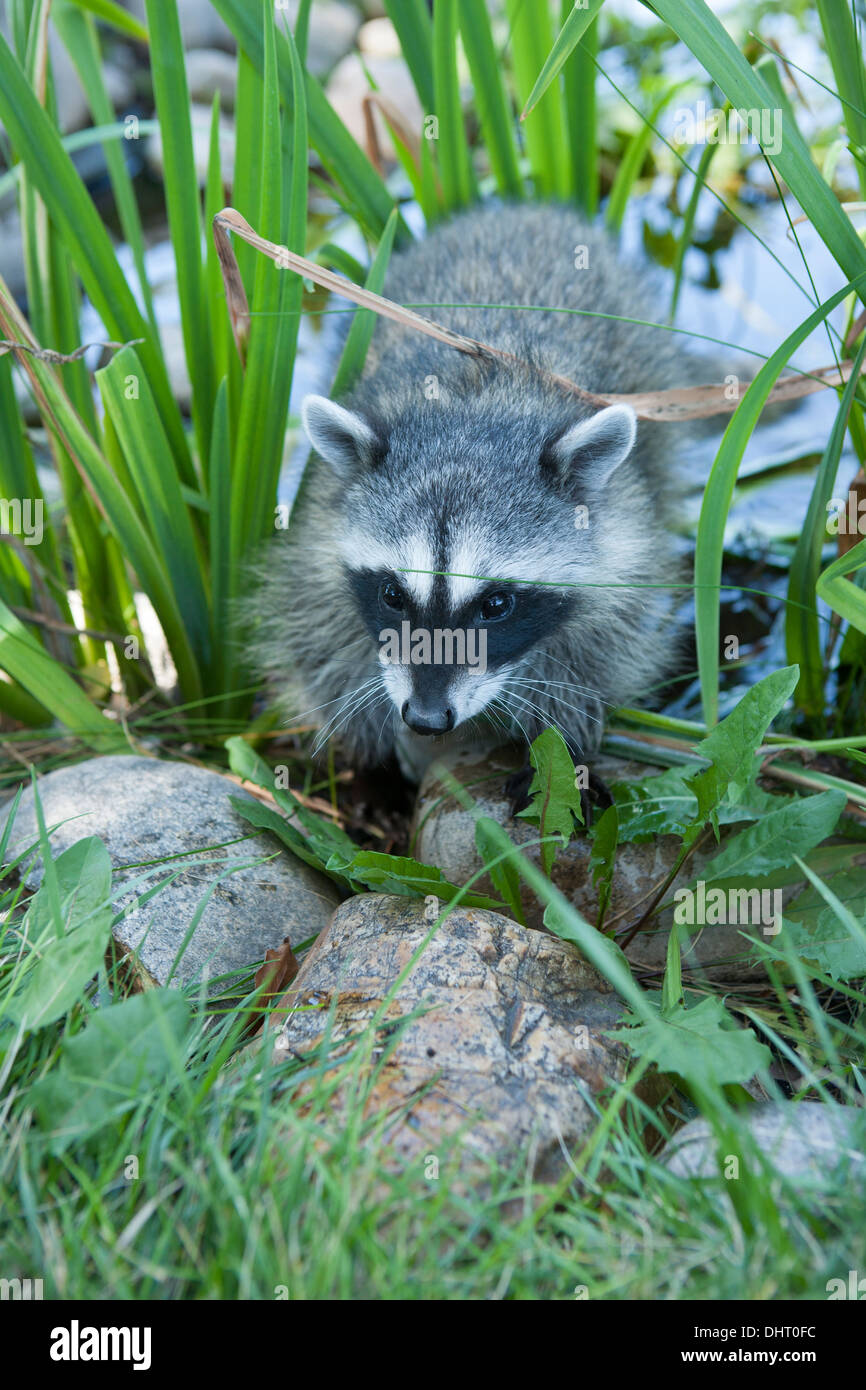 Affectionate raccoon hi-res stock photography and images - Alamy