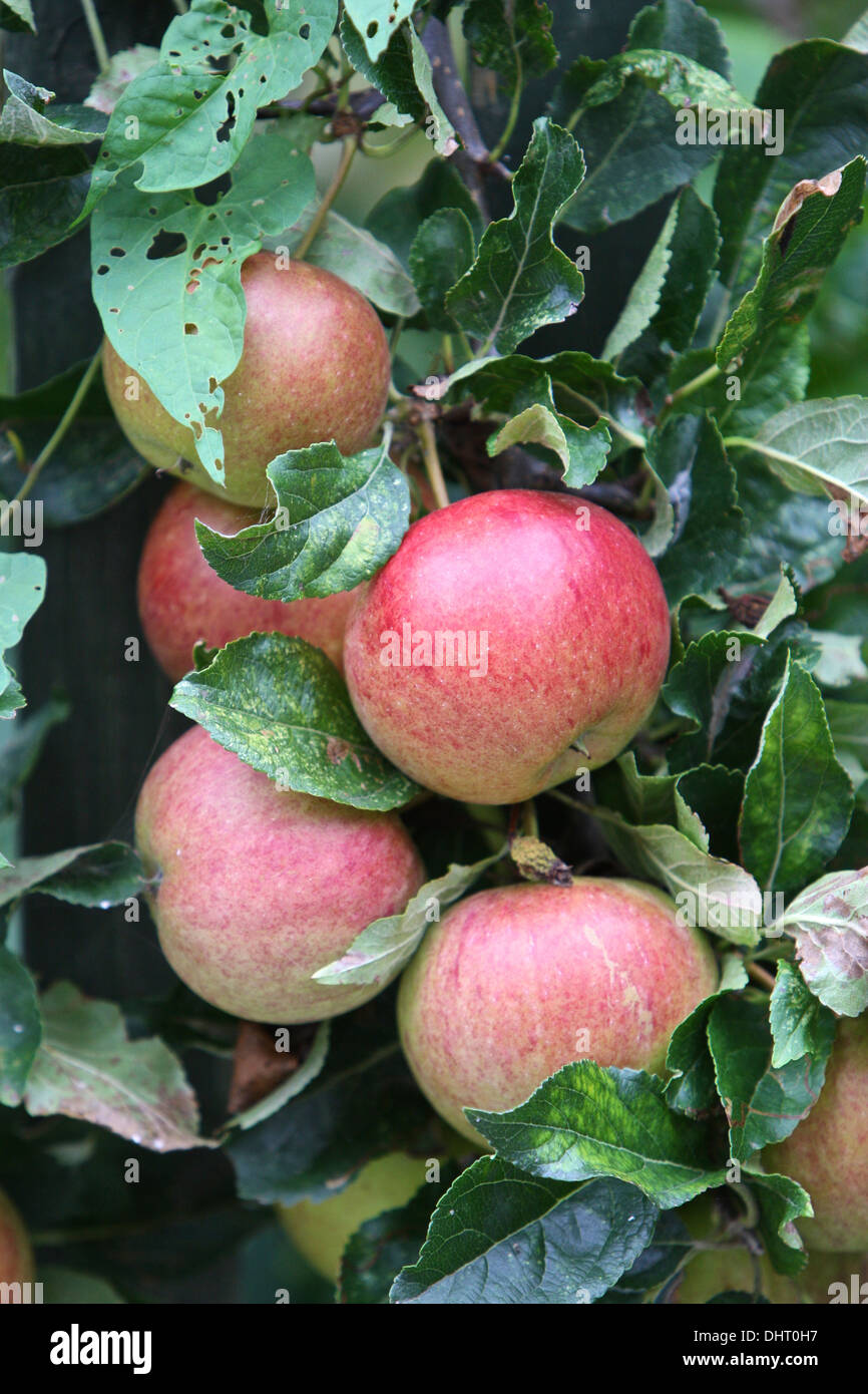 Ripe red apples on a tree with insect eaten leaves Stock Photo - Alamy