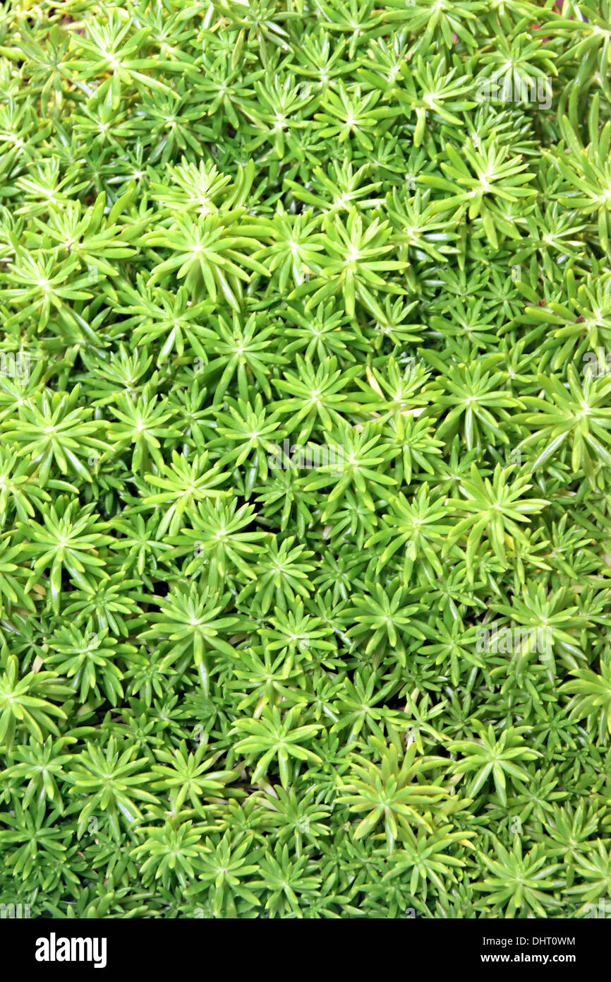 The Little green tree of Natural background Stock Photo - Alamy