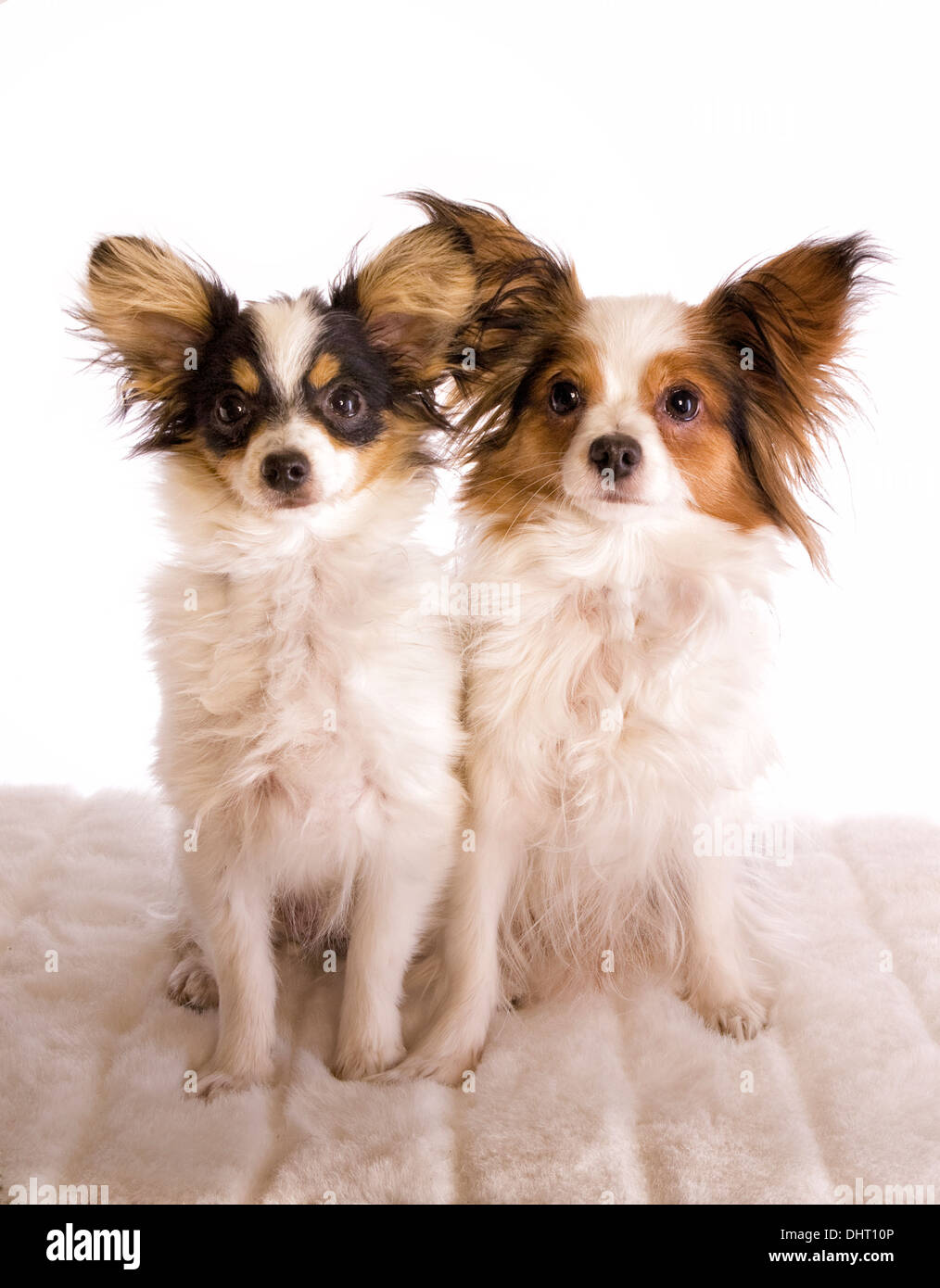 Brown papillon hi-res stock photography and images - Alamy