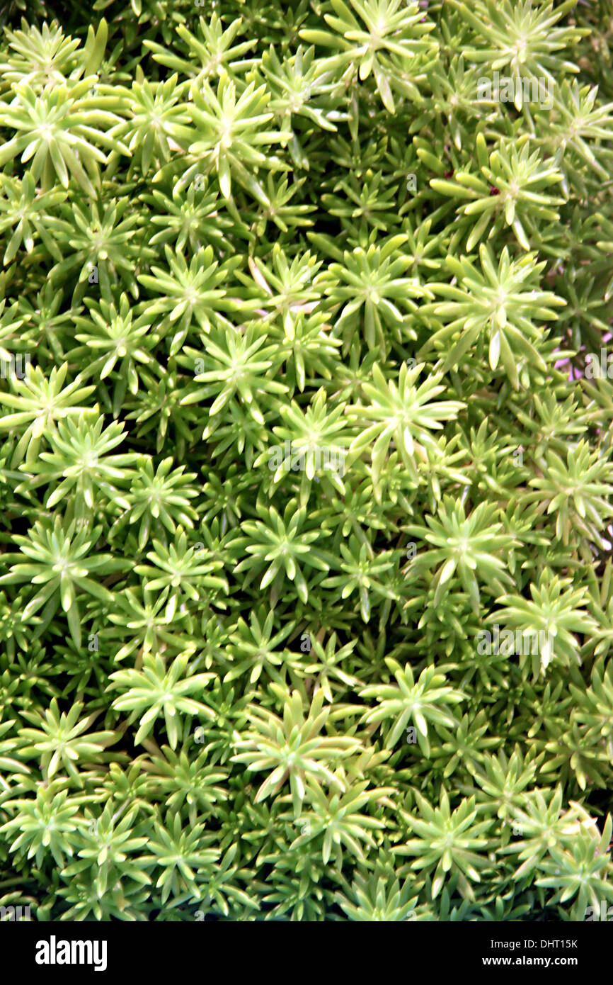 The Little green tree of Natural background Stock Photo - Alamy