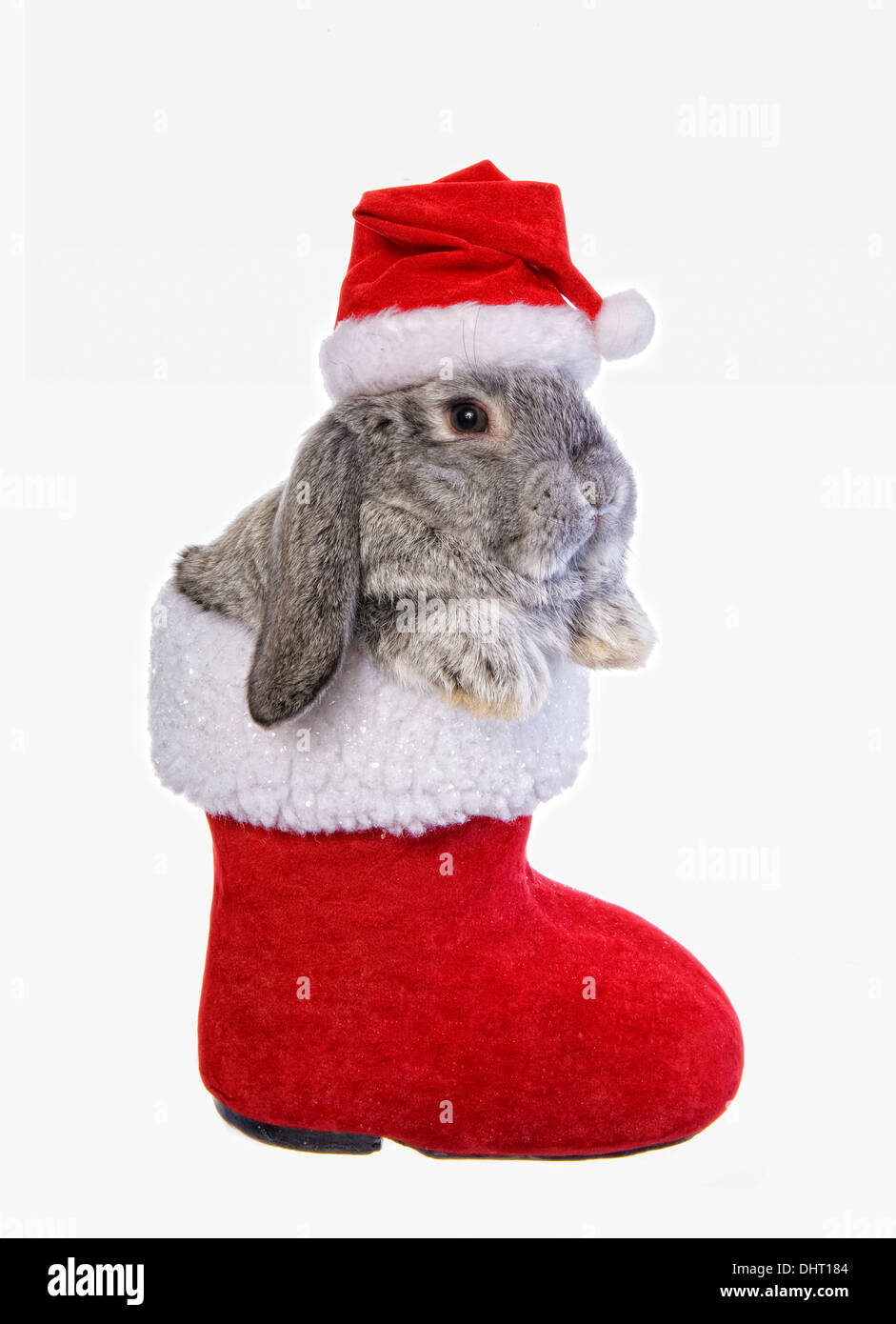 Rabbit in boot Cut Out Stock Images & Pictures - Alamy