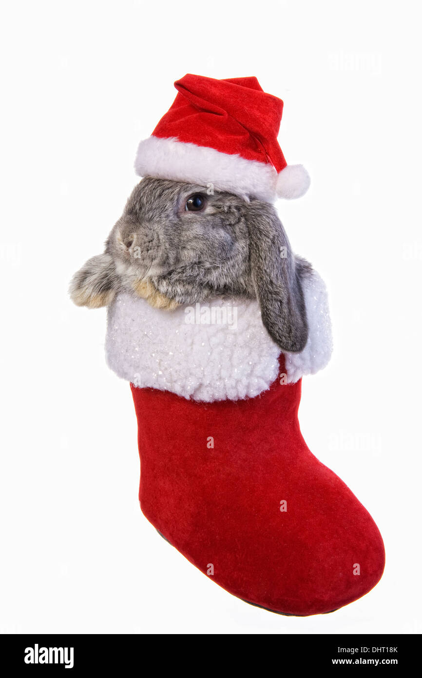 Rabbit in boot hi-res stock photography and images - Alamy
