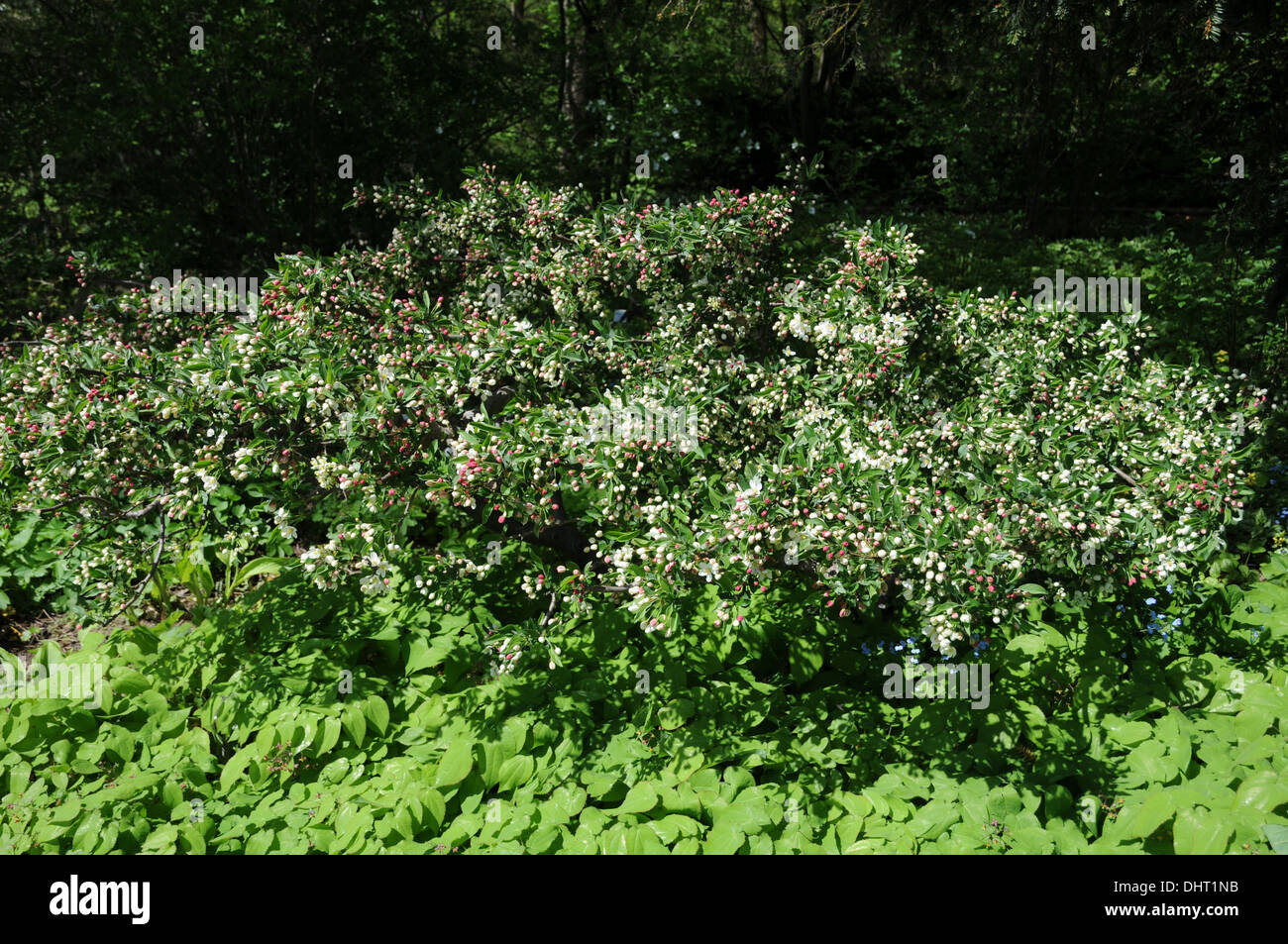 Toringo crab apple hi-res stock photography and images - Alamy