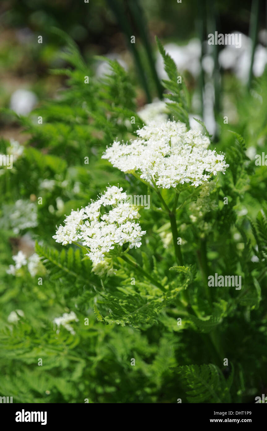 Cicely hi-res stock photography and images - Alamy
