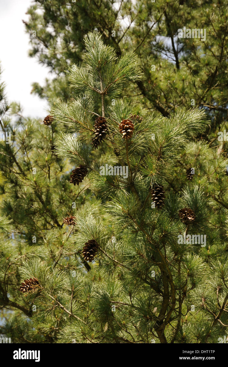 Macedonian pine hi-res stock photography and images - Alamy