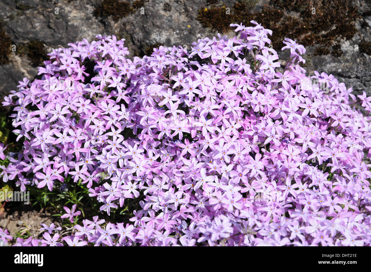 Moss phlox hi-res stock photography and images - Alamy
