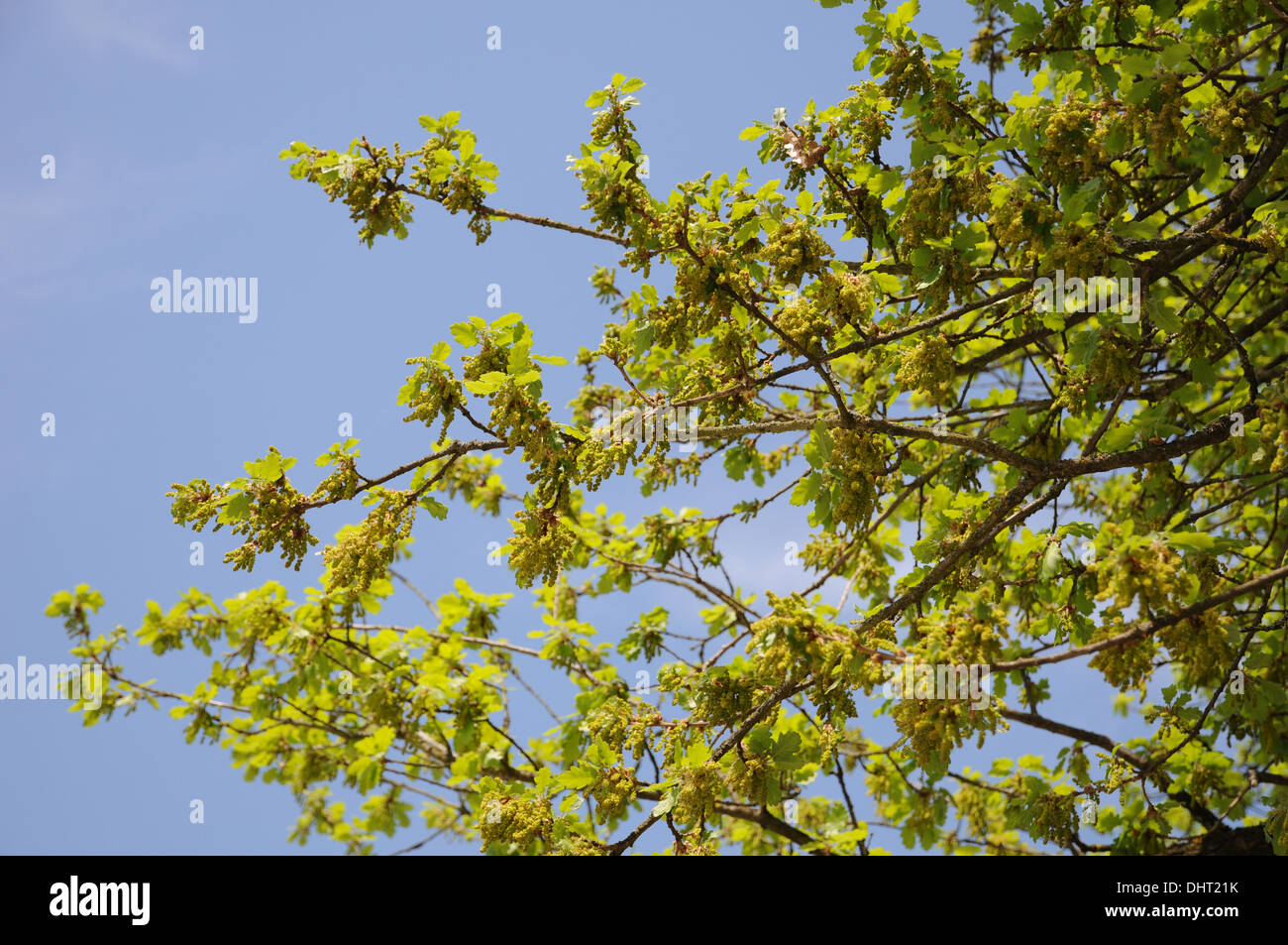 Downy oak hi-res stock photography and images - Alamy