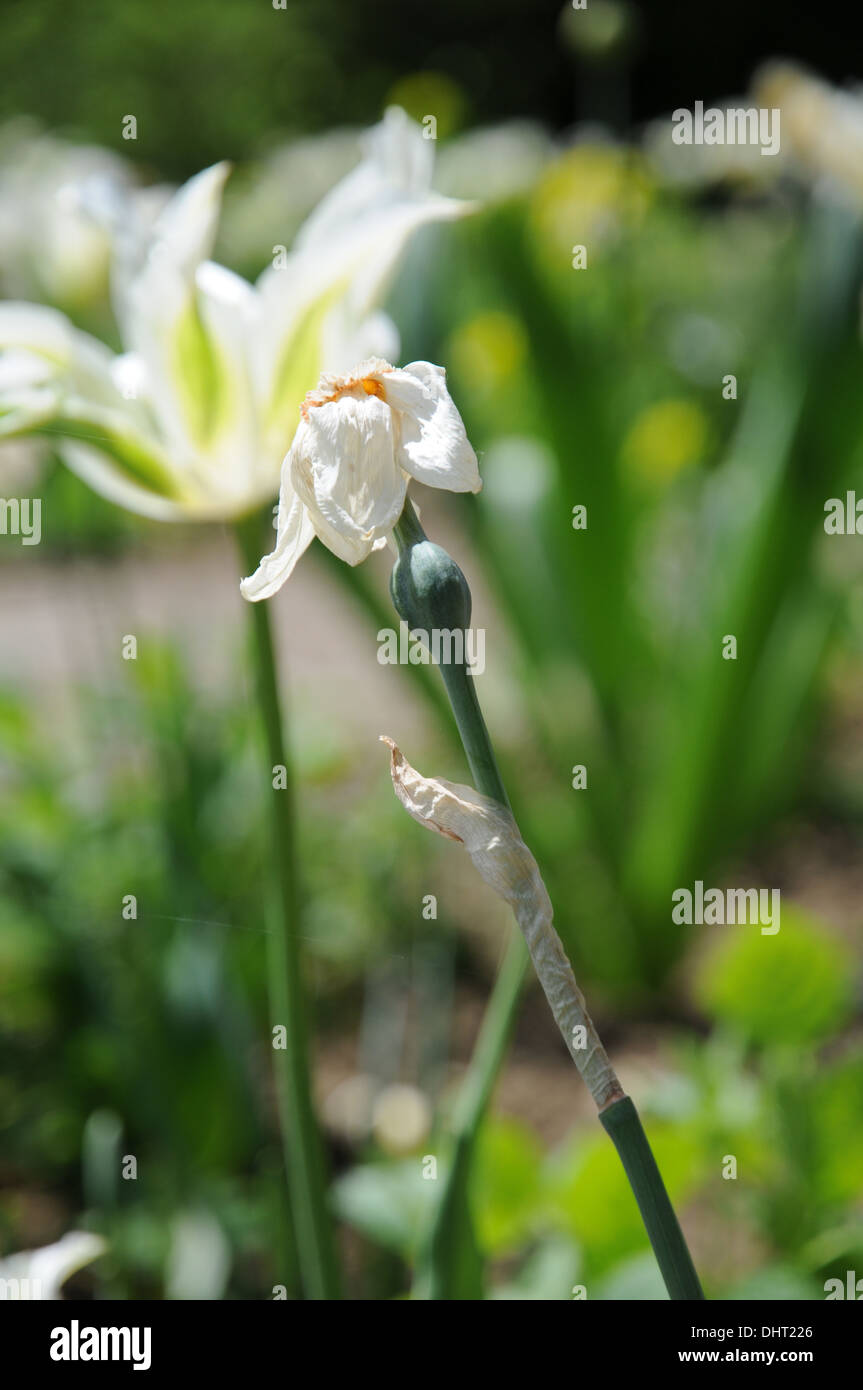Daffodil seeds hi-res stock photography and images - Alamy