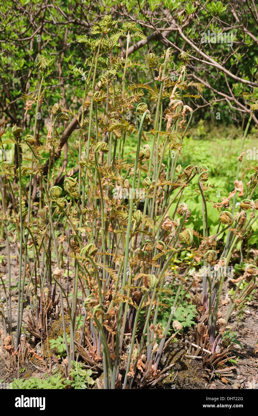 Red fern hi-res stock photography and images - Alamy
