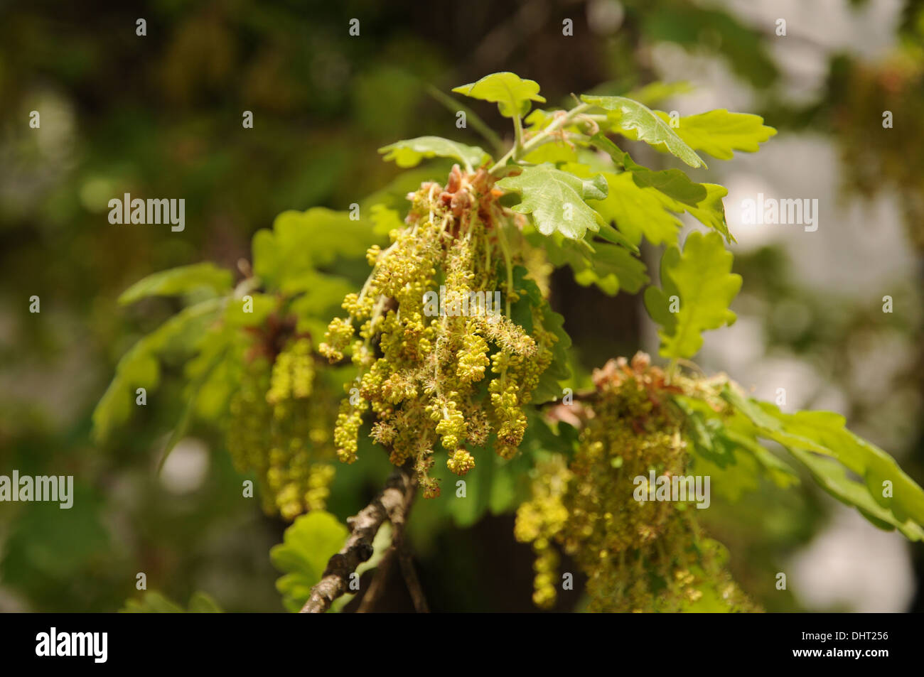Downy oak hi-res stock photography and images - Alamy