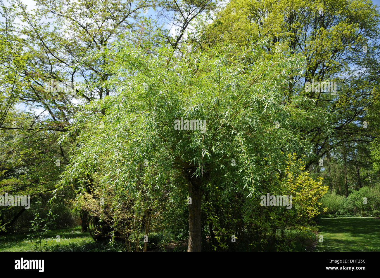 Willow salix alba vitellina hi-res stock photography and images - Alamy
