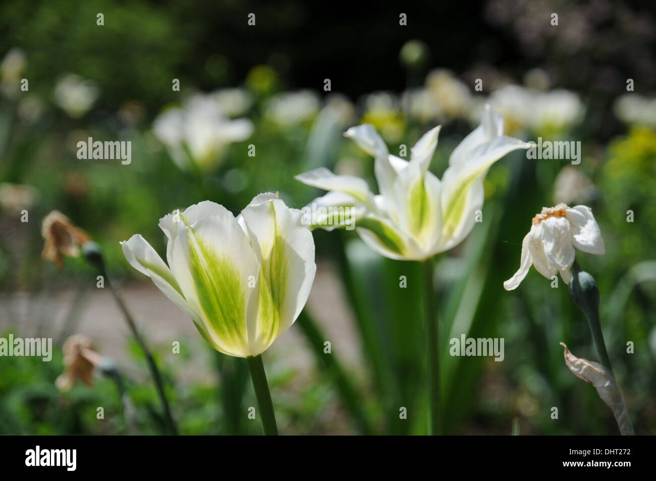 Viridiflora tulips hi-res stock photography and images - Alamy