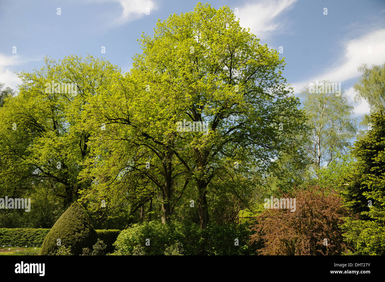 Largeleaved lime hi-res stock photography and images - Alamy