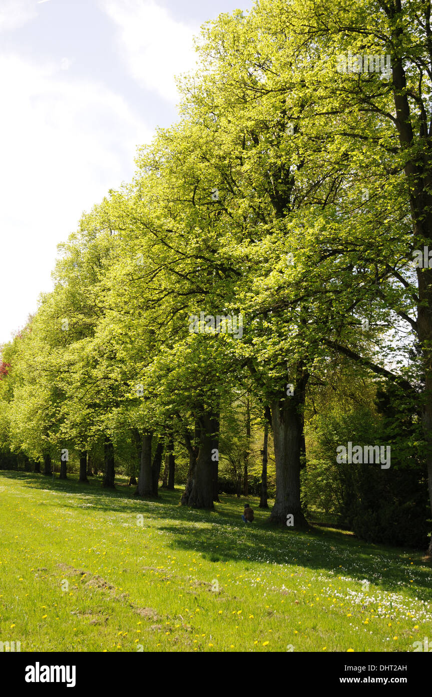 Tilia americana hi-res stock photography and images - Alamy