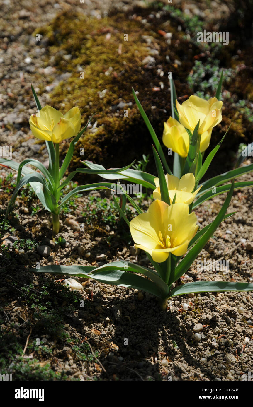 Tulipa linifolia hi-res stock photography and images - Alamy