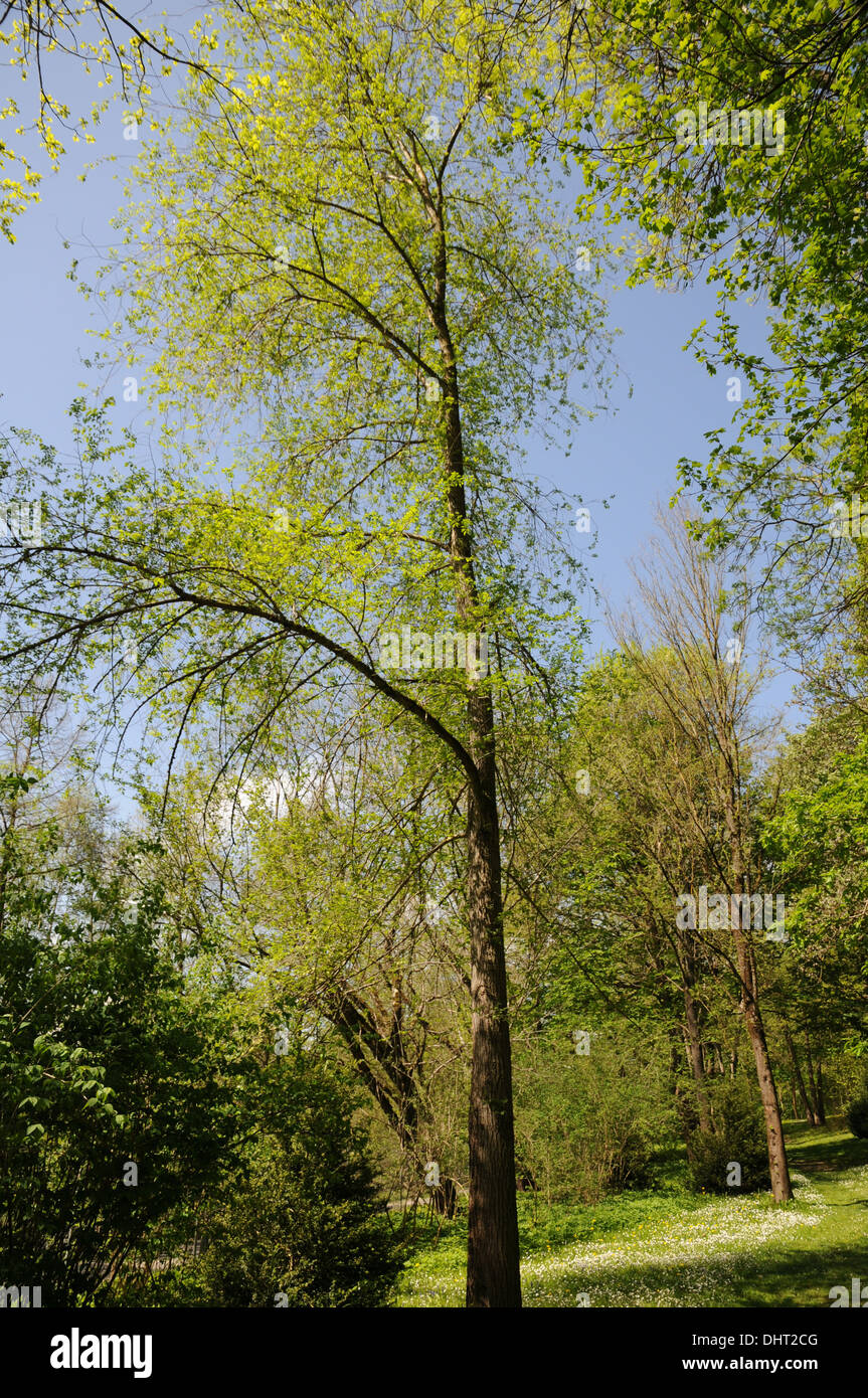 Field Elm Stock Photos & Field Elm Stock Images - Alamy