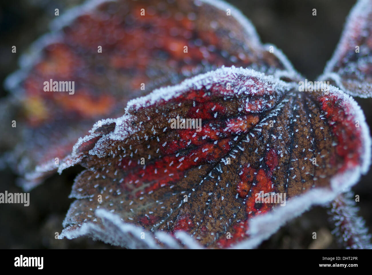 Frosted leaf hi-res stock photography and images - Alamy