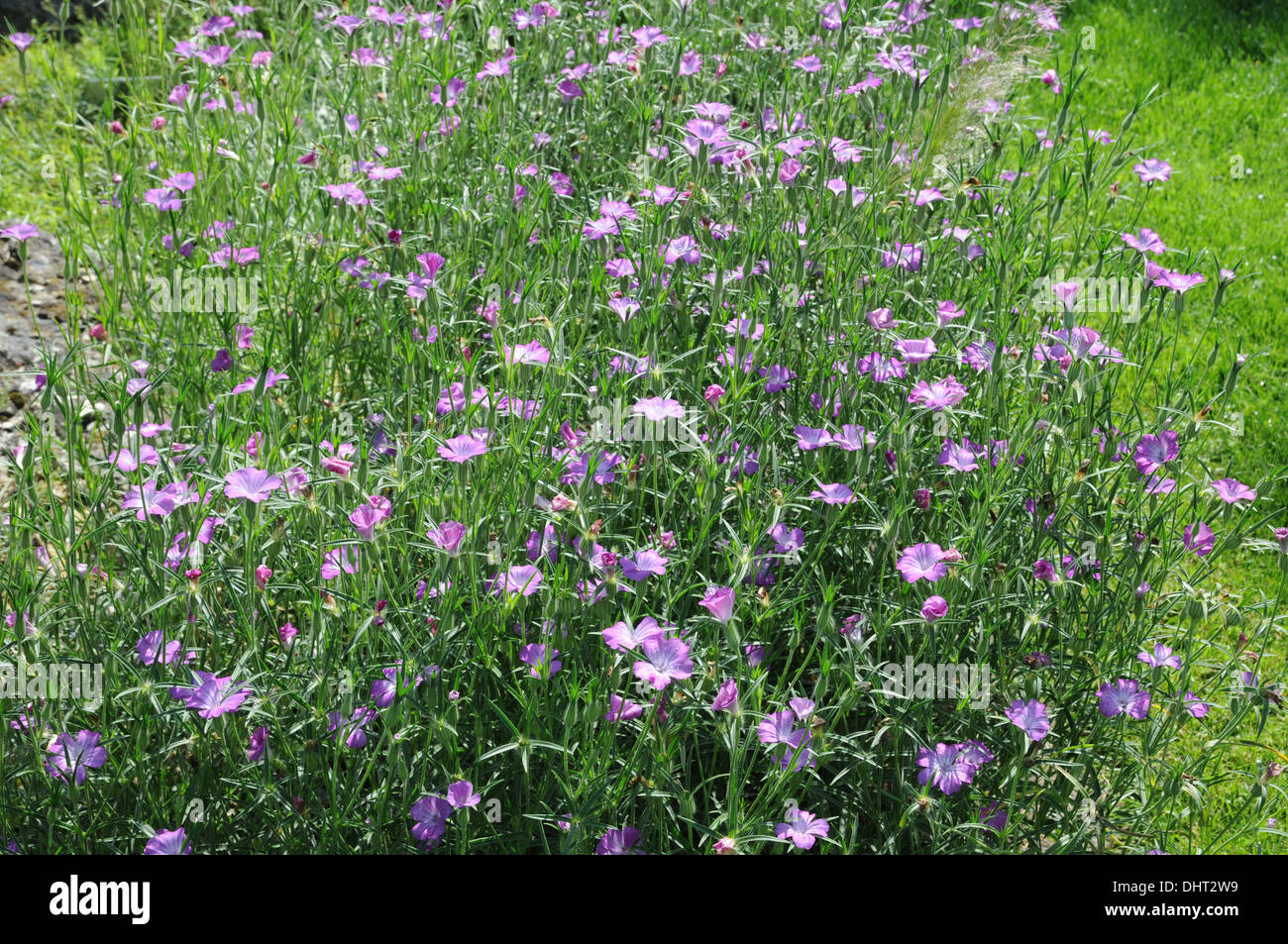 Corncockles hi-res stock photography and images - Alamy