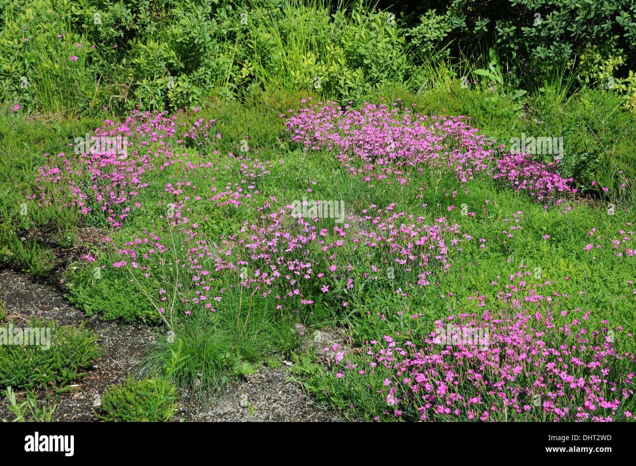 Maiden pinks hi-res stock photography and images - Alamy