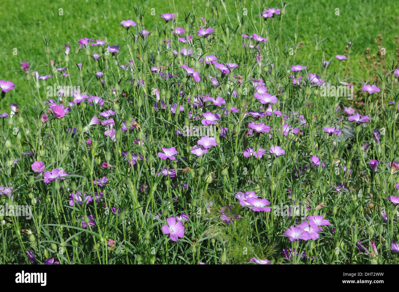 Corncockles hi-res stock photography and images - Alamy