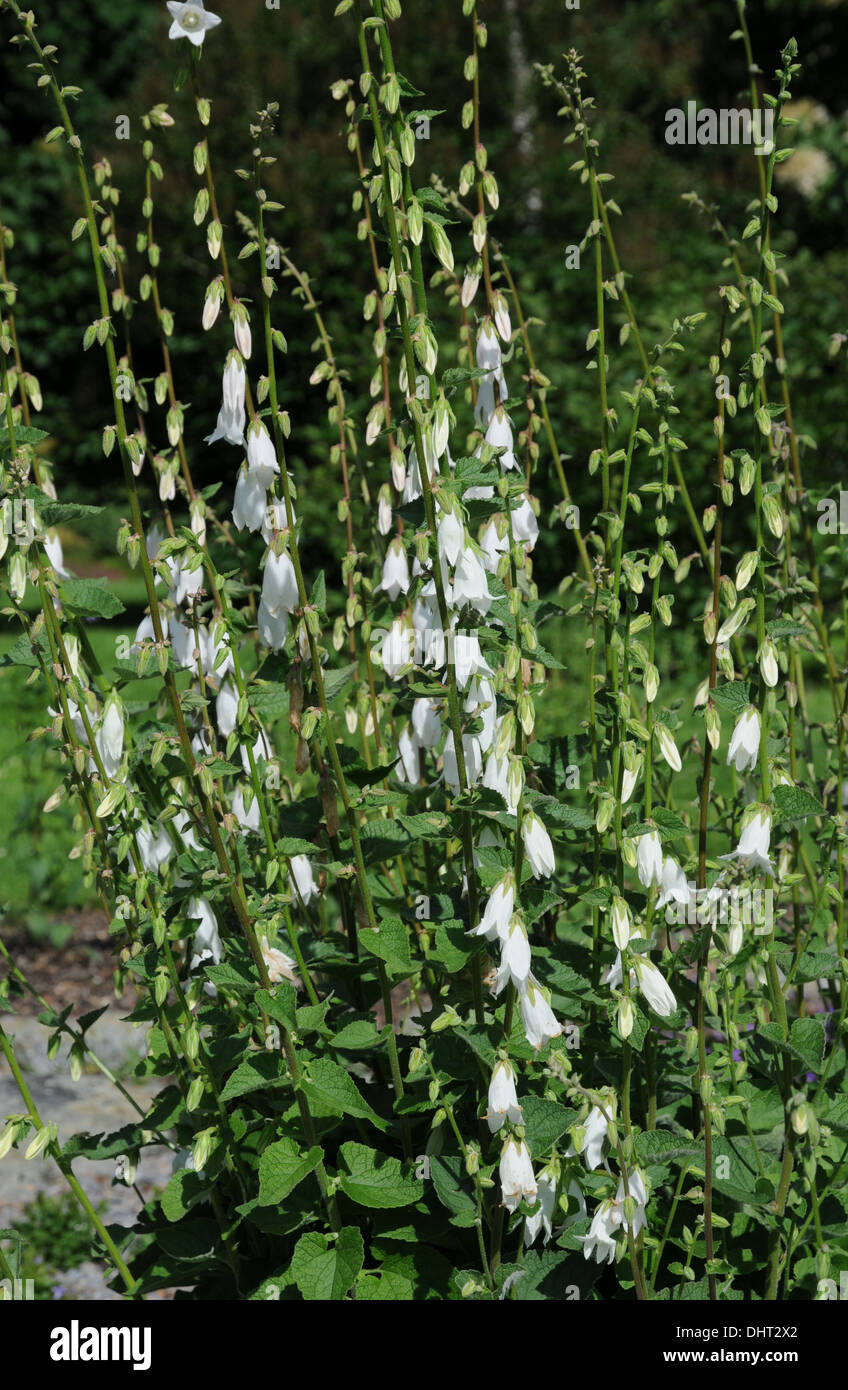 Cornish bellflower hi-res stock photography and images - Alamy