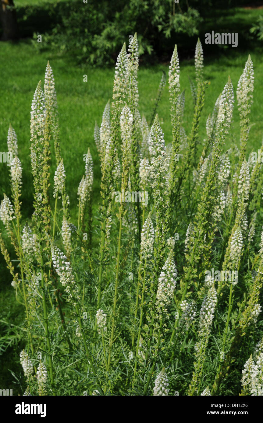 White mignonettes hi-res stock photography and images - Alamy