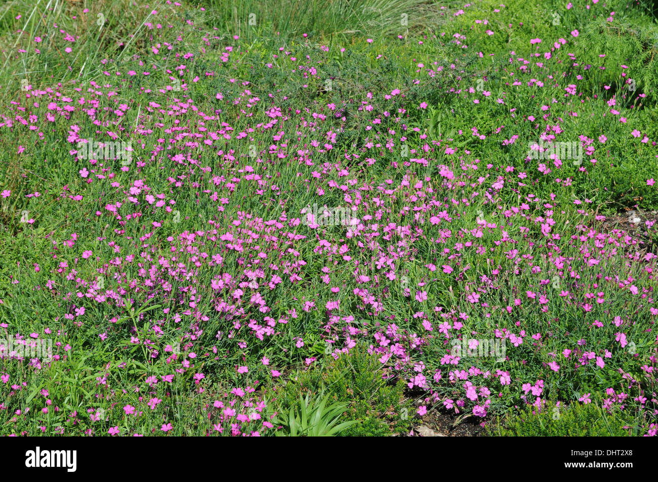 Heather maiden hi-res stock photography and images - Alamy