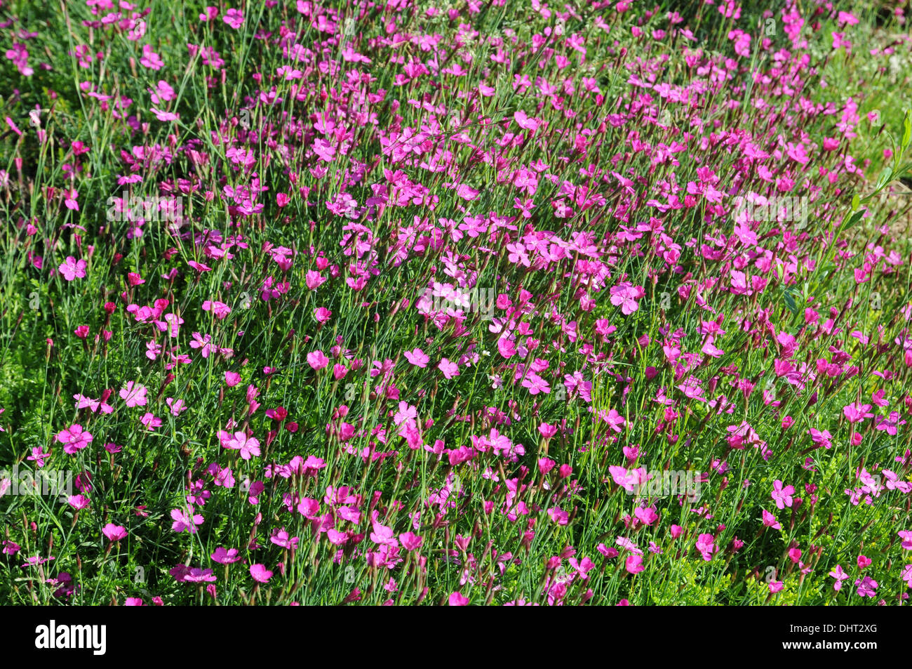 Heather maiden hi-res stock photography and images - Alamy