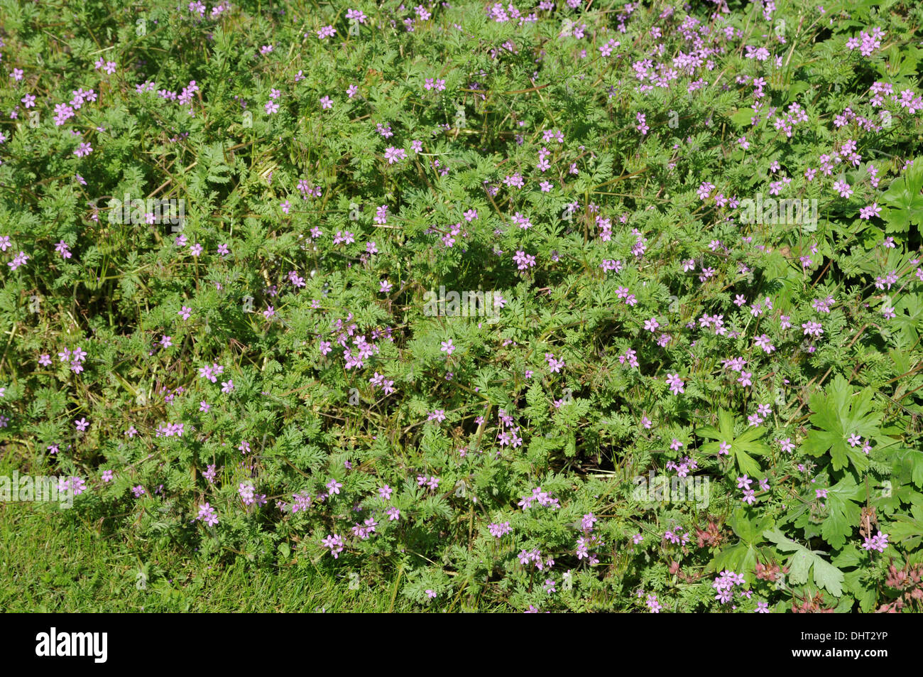 Storksbill High Resolution Stock Photography and Images - Alamy