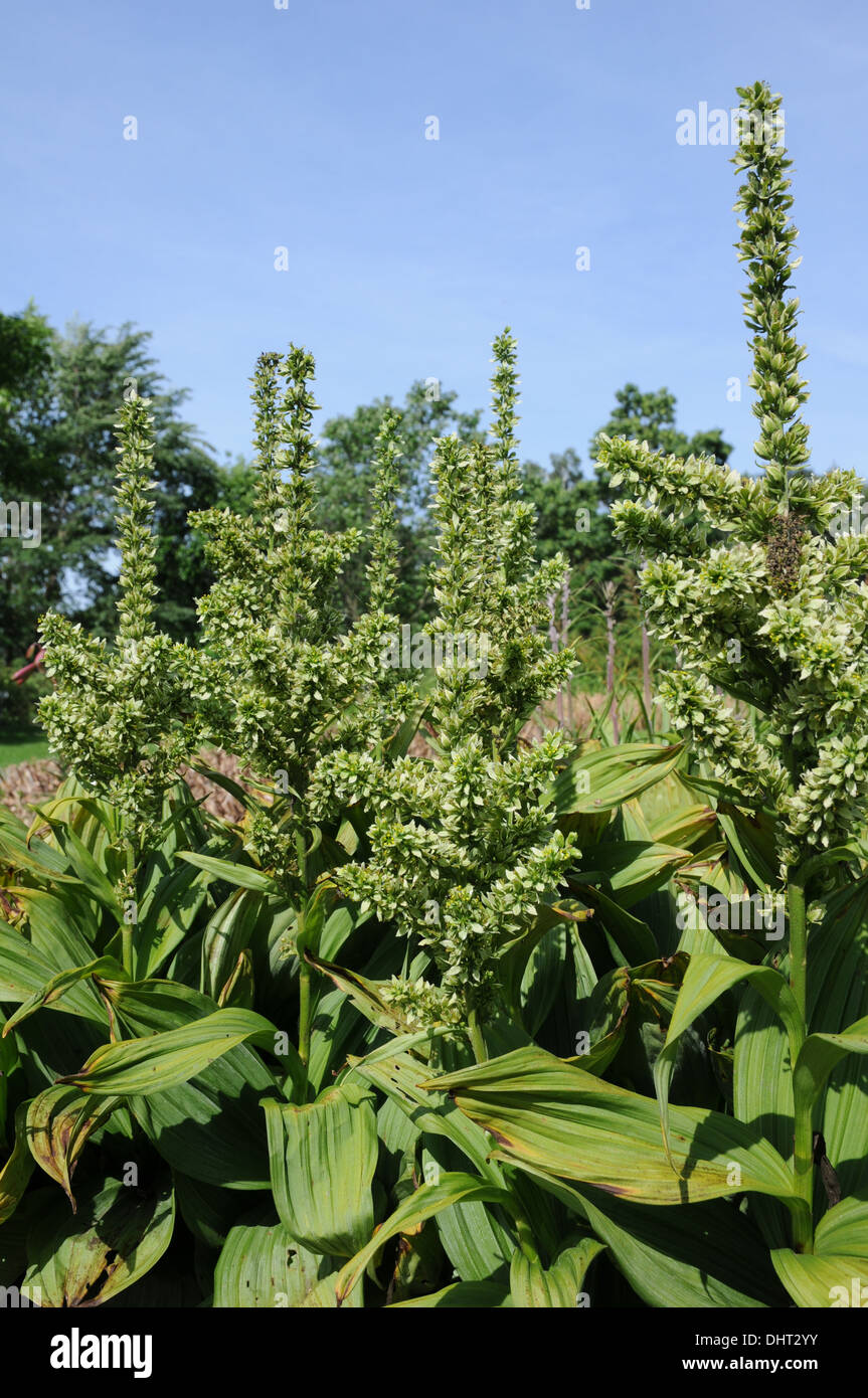 White hellebore hi-res stock photography and images - Alamy