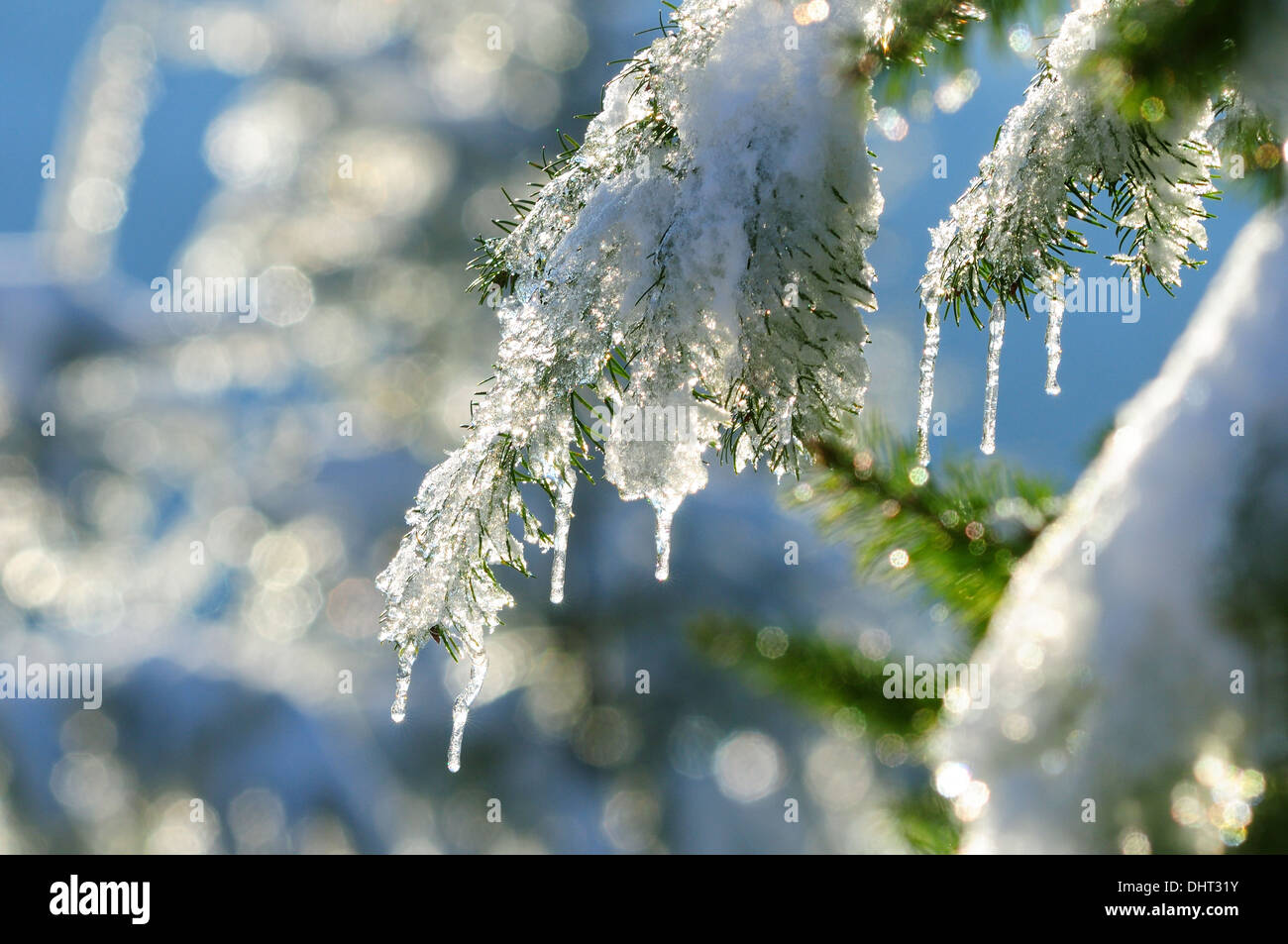 Grove christmas hi-res stock photography and images - Alamy